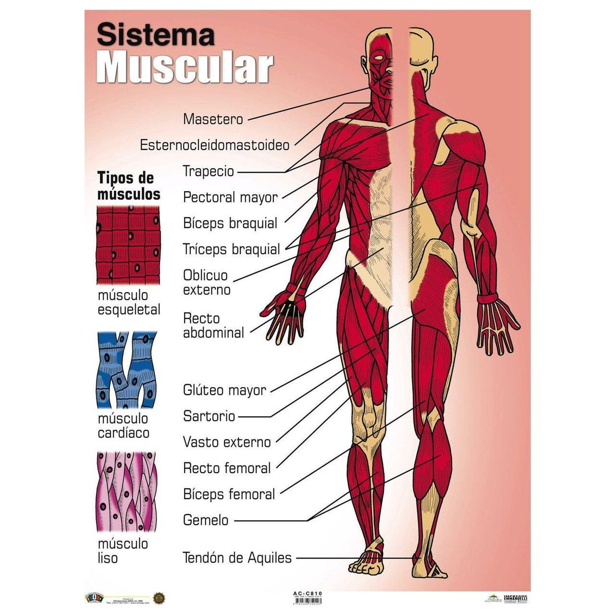 CARTEL SISTEMA MUSCULAR – JA Riollano Co, Inc. School I Office I Crafts ...