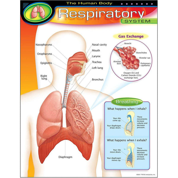 THE HUMAN BODY RESPIRATORY SYSTEM CHART – JA Riollano Co, Inc. School I ...